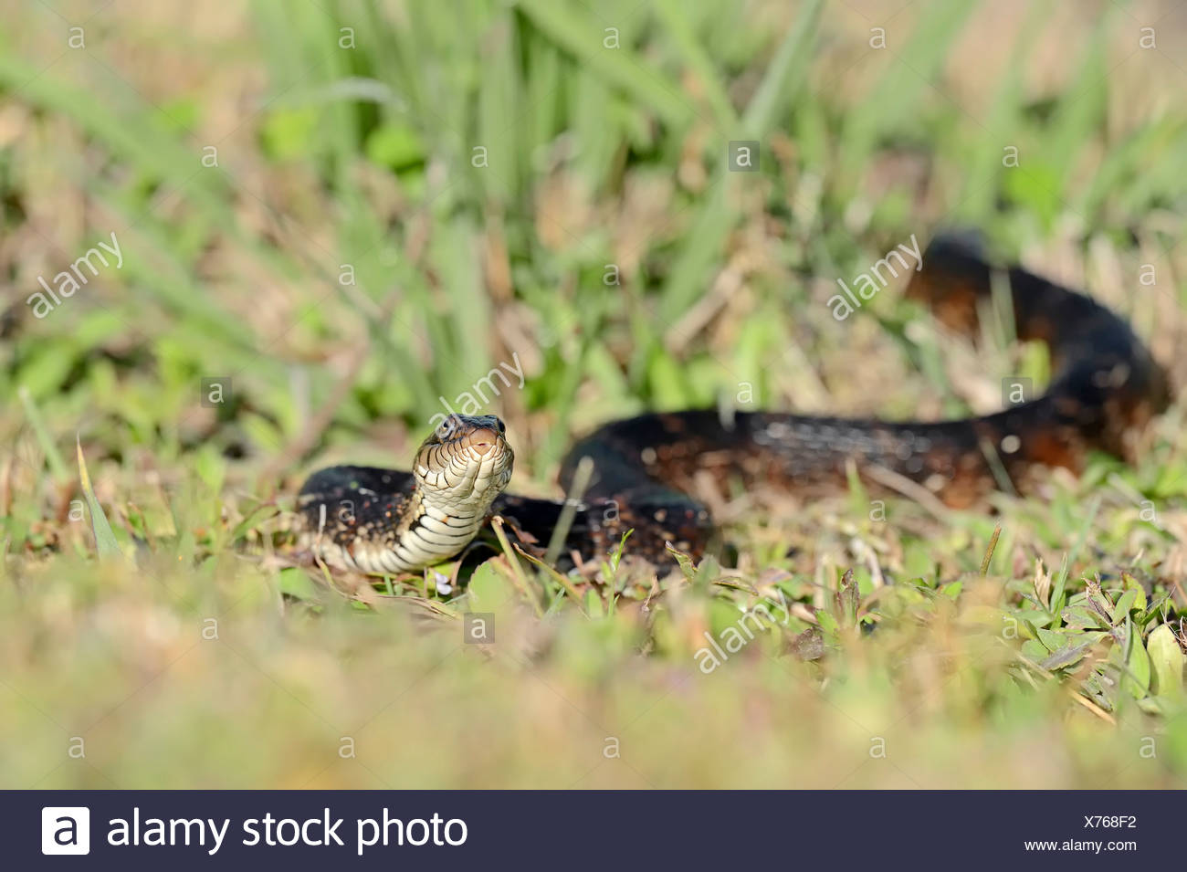 Snakes Of Florida High Resolution Stock Photography and Images - Alamy
