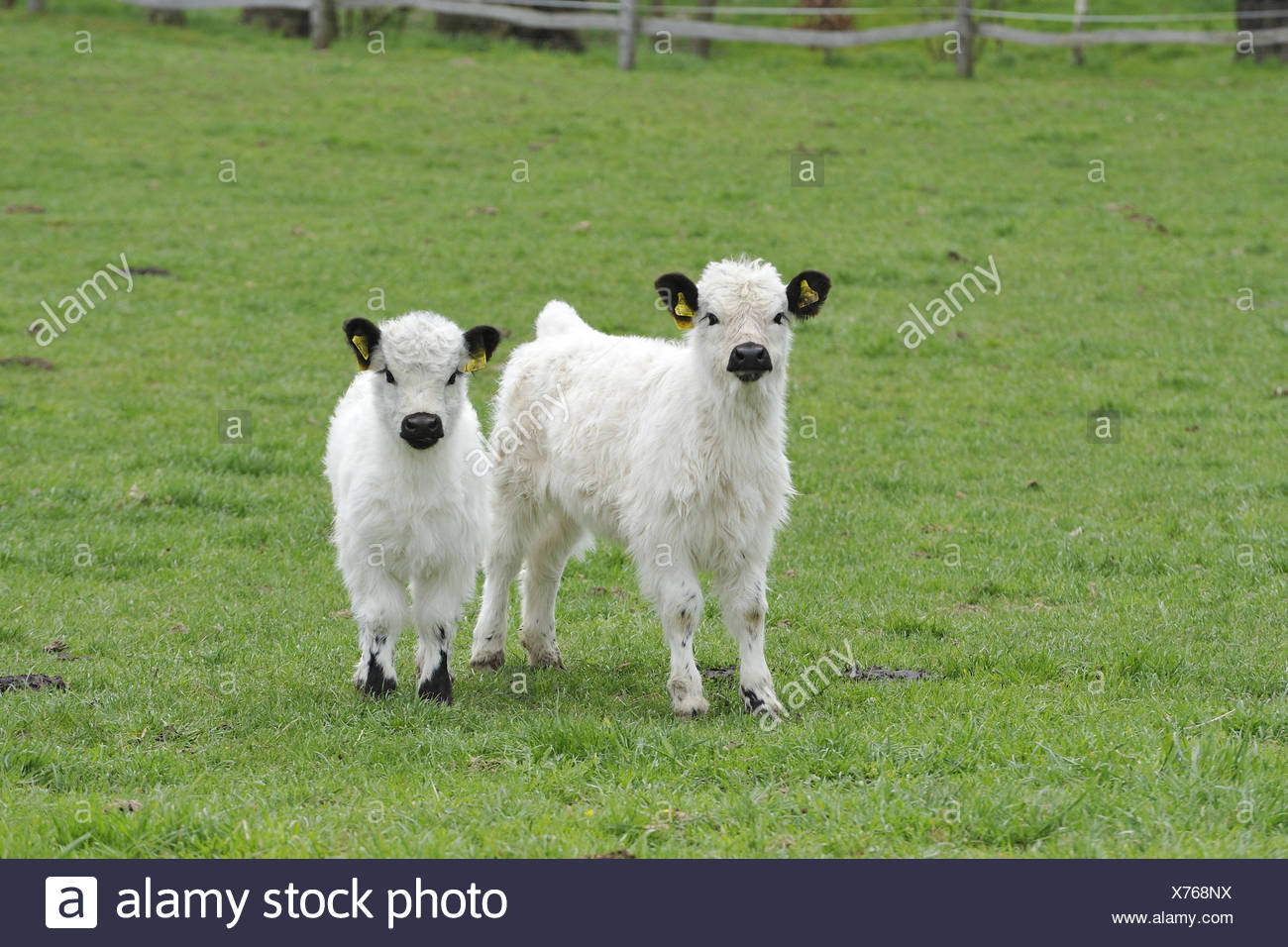 Strichen High Resolution Stock Photography and Images - Alamy