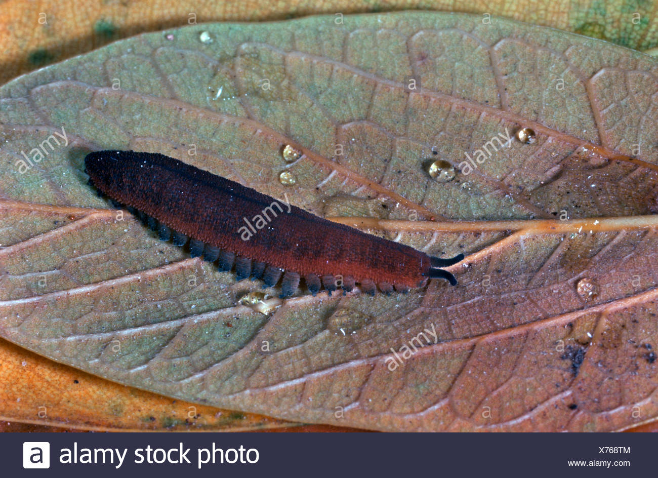 Velvet Worms High Resolution Stock Photography and Images - Alamy