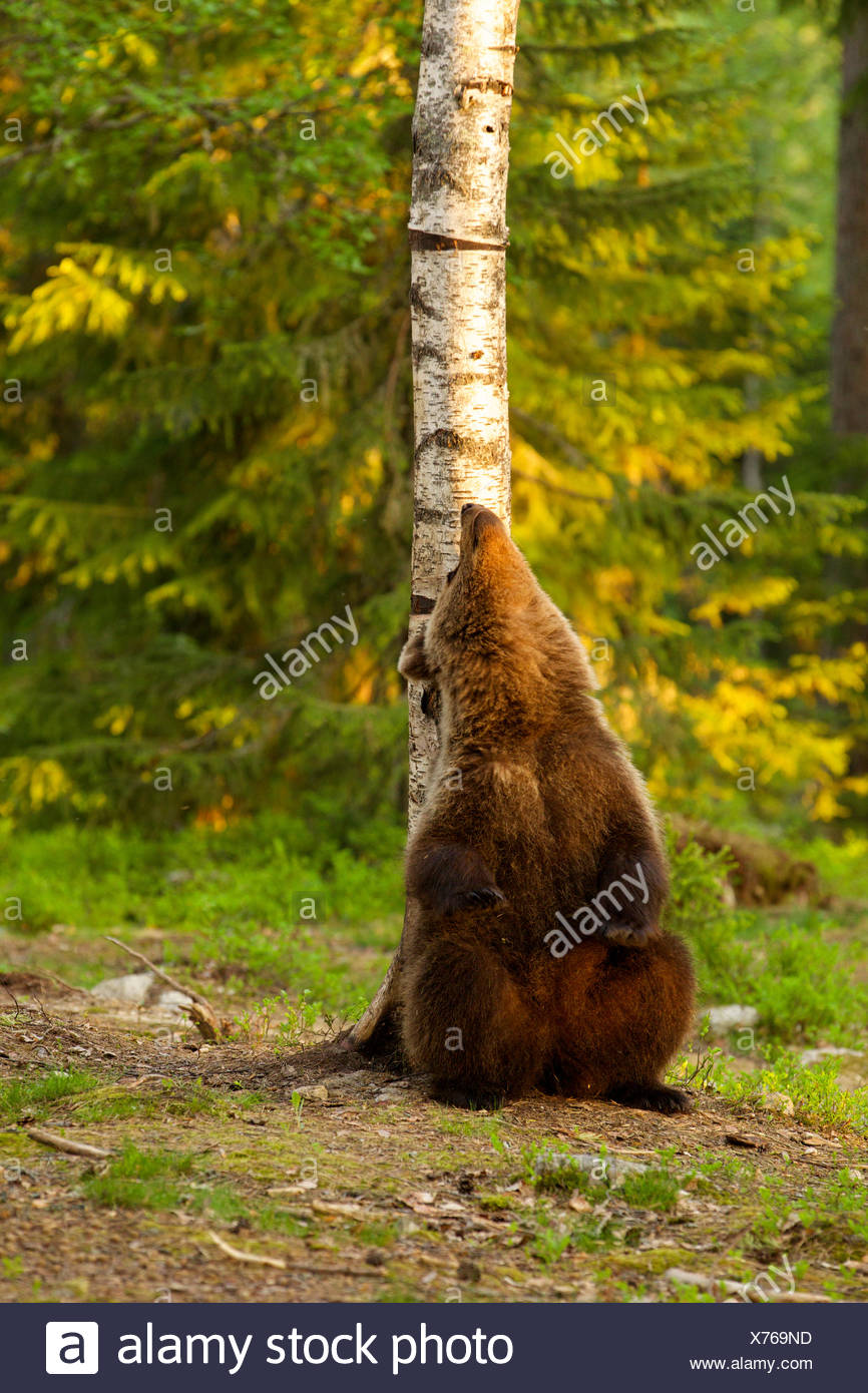 Bear Scratching Tree Stock Photos & Bear Scratching Tree Stock Images ...