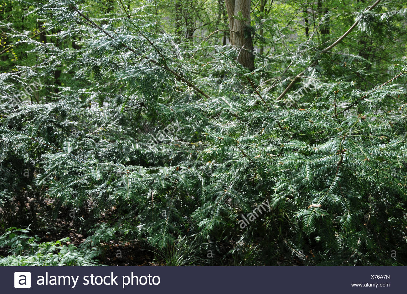 Torreya Nucifera Japanese Nutmeg High Resolution Stock Photography and ...