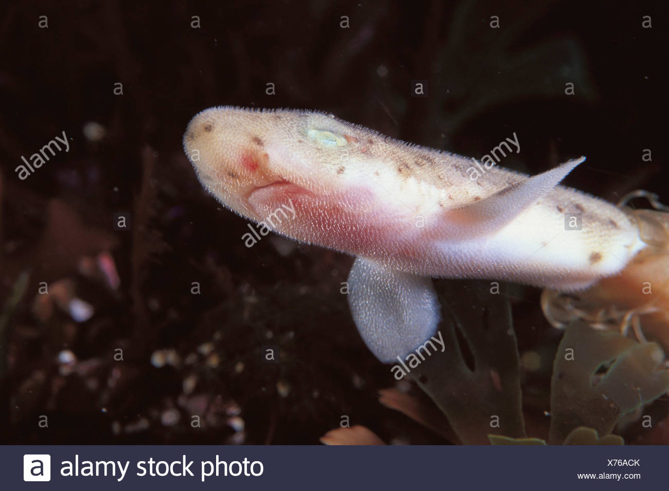 Dogfish Atlantic High Resolution Stock Photography and Images - Alamy
