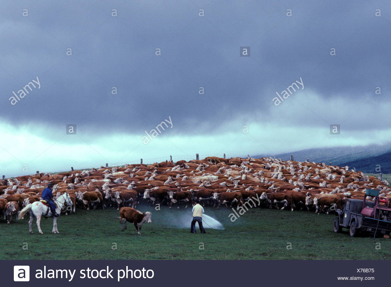 Paniolo Waimea High Resolution Stock Photography and Images - Alamy