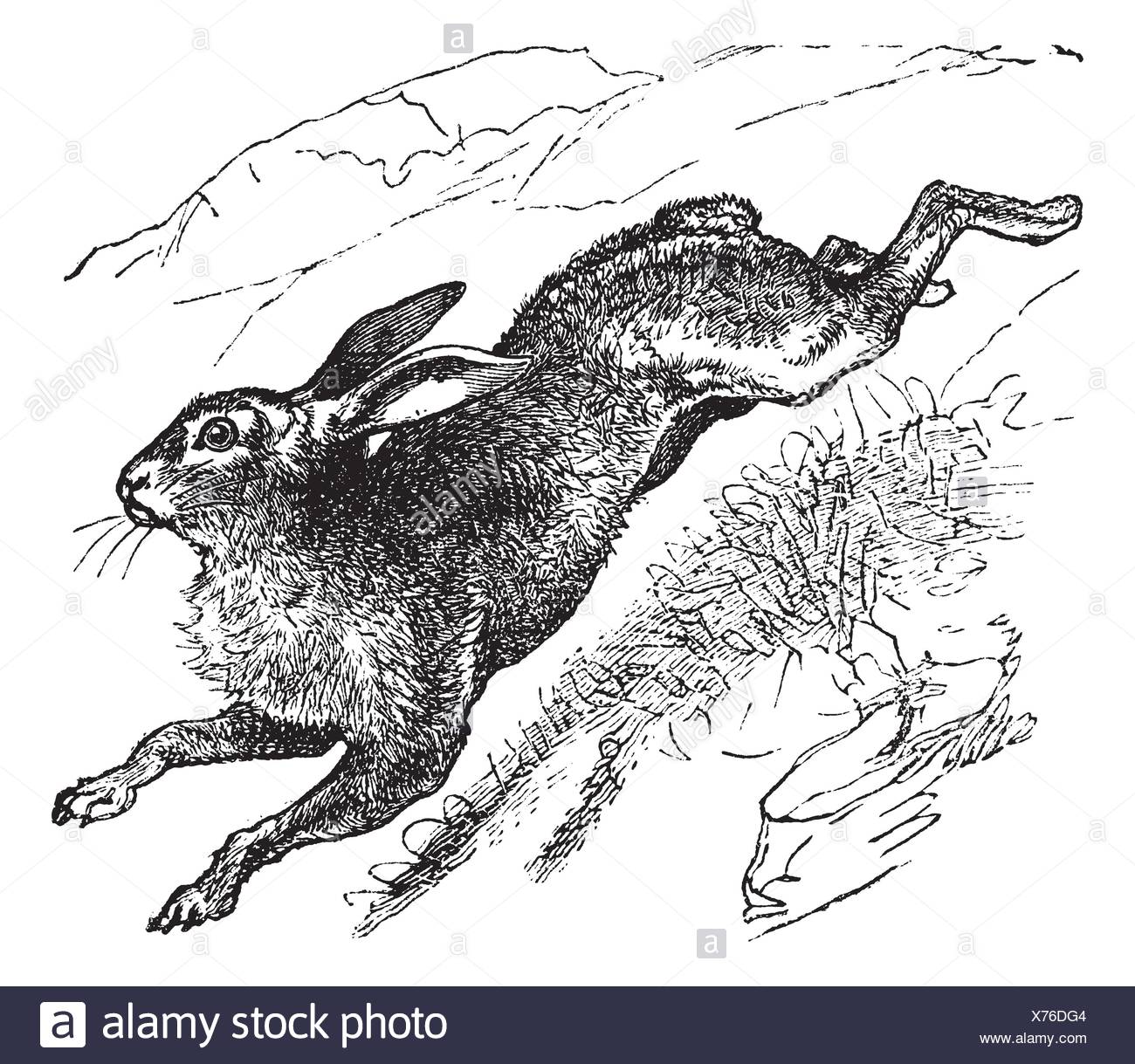 Alpine Hare And Irish Hare High Resolution Stock Photography and Images ...