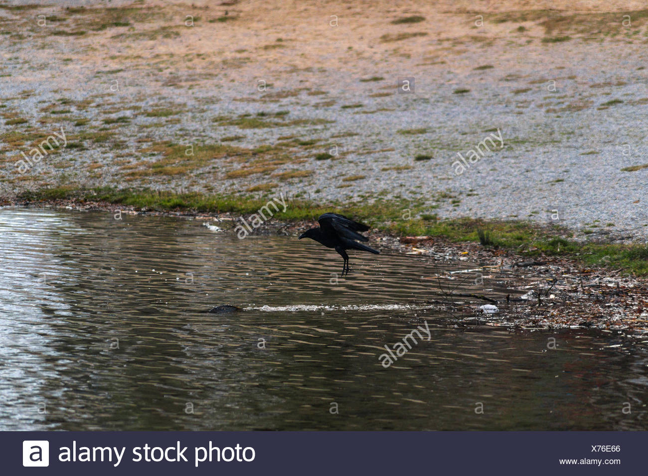 Raven Flying Stock Photos & Raven Flying Stock Images - Alamy