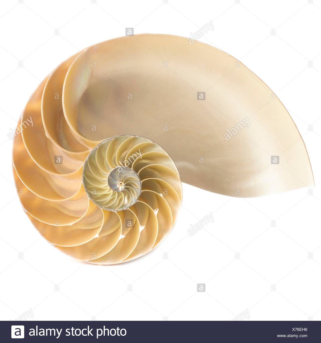 Nautilus Shell Half Stock Photos & Nautilus Shell Half Stock Images - Alamy