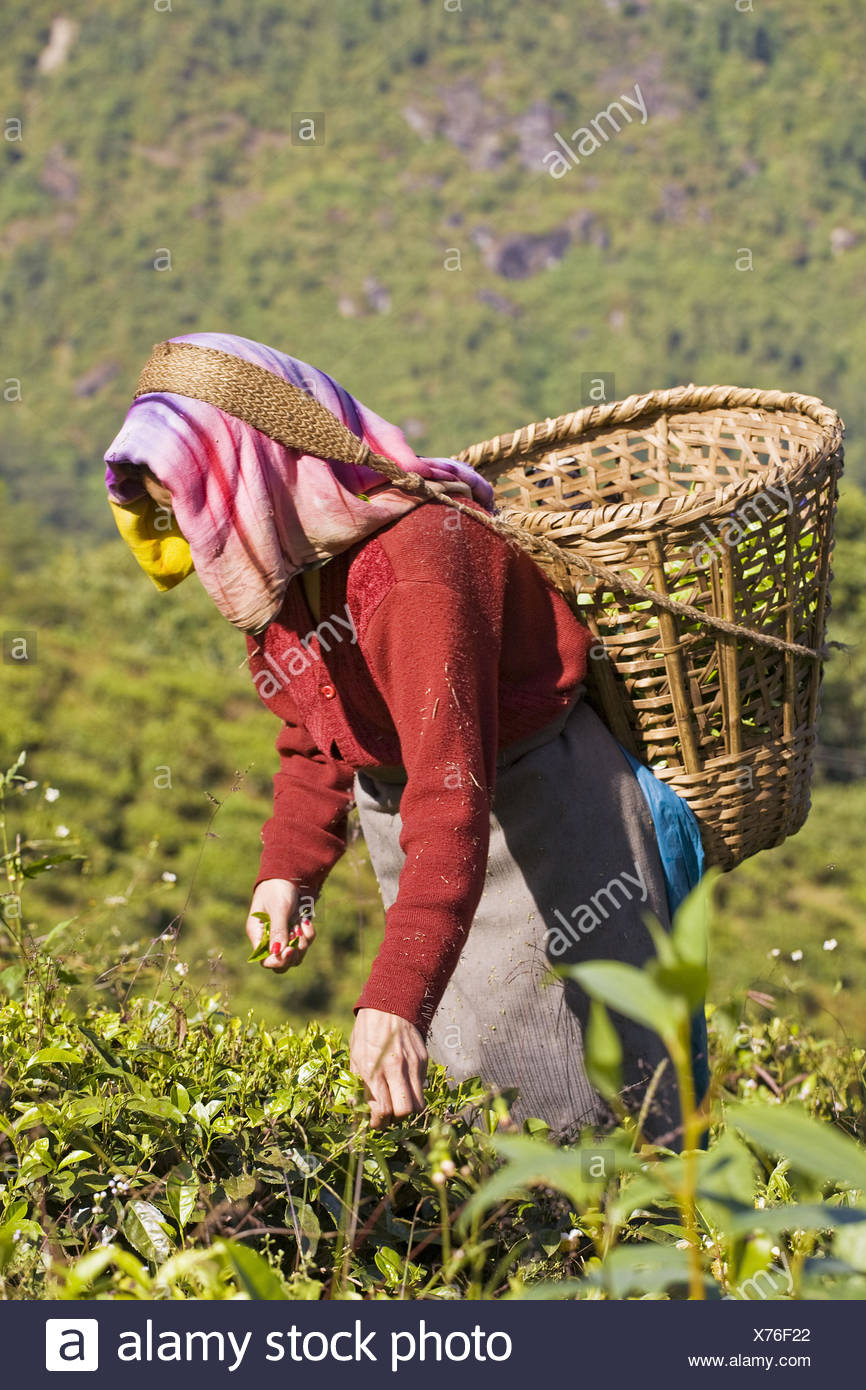 Arya High Resolution Stock Photography and Images - Alamy