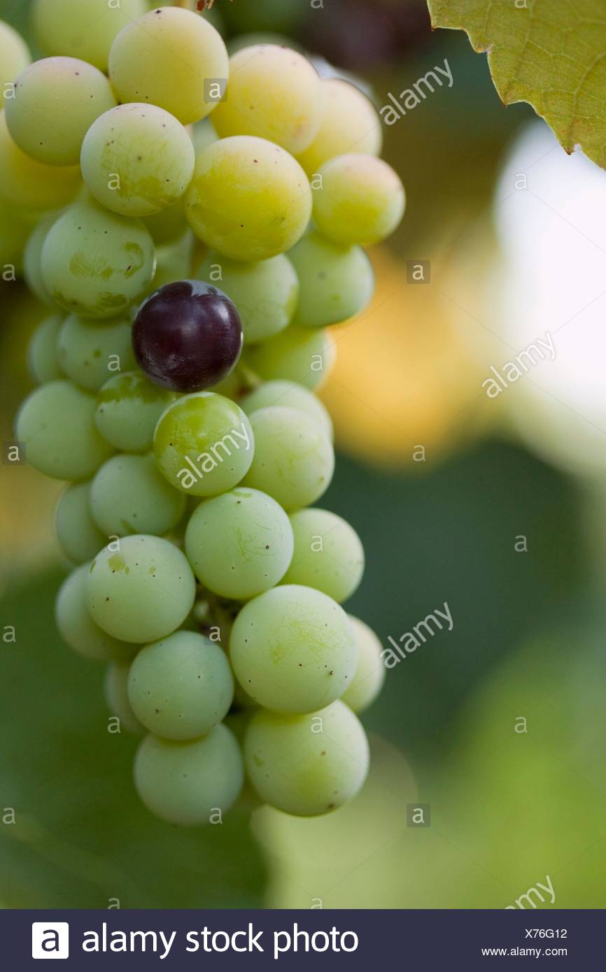Grape Only High Resolution Stock Photography and Images - Alamy