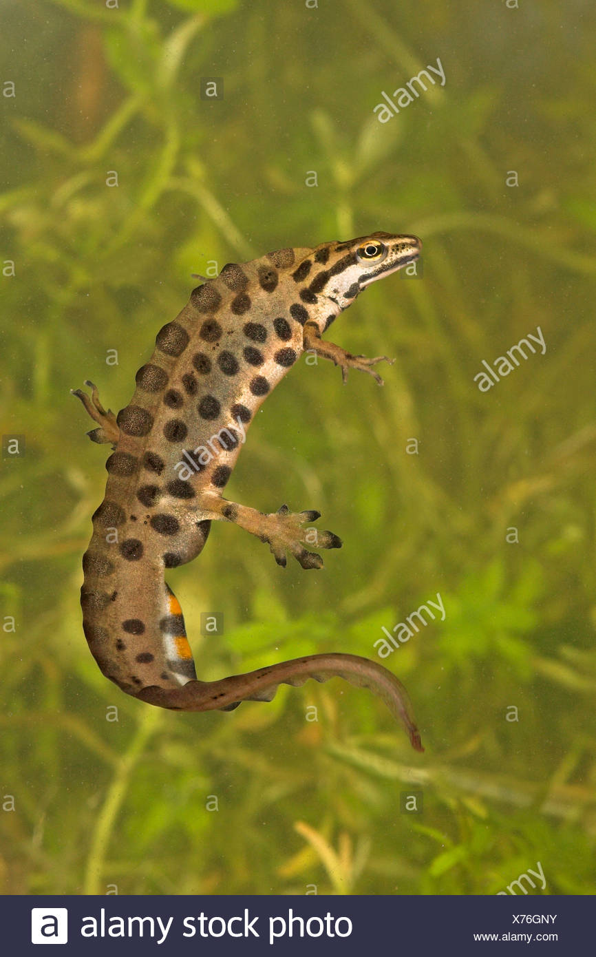 Smooth Newt Protected High Resolution Stock Photography and Images - Alamy