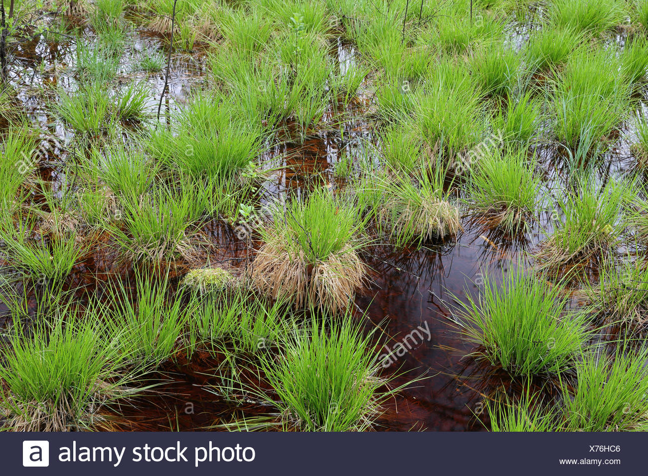 Seggen High Resolution Stock Photography and Images - Alamy