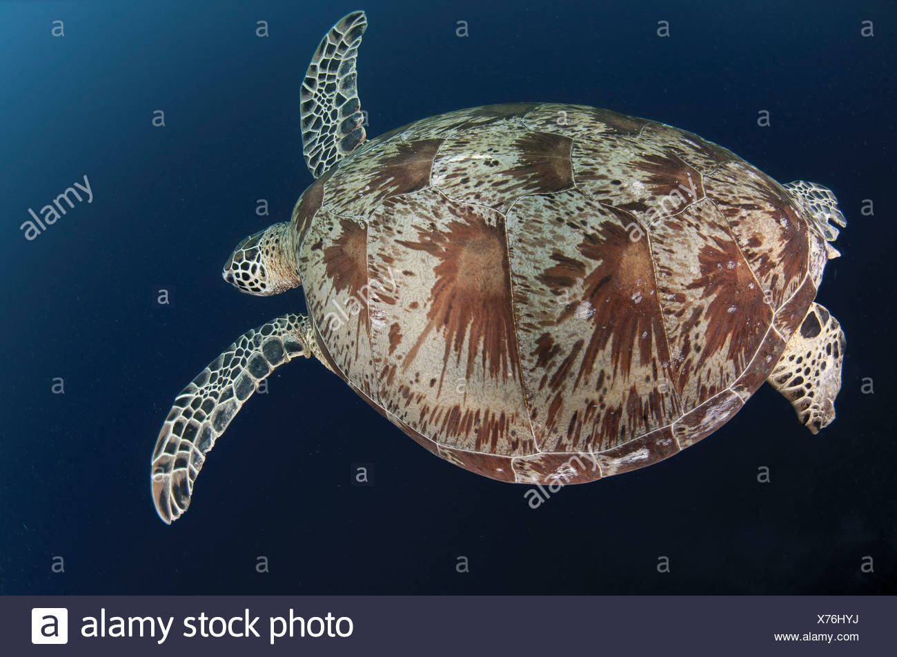 Turtle High Resolution Stock Photography and Images - Alamy