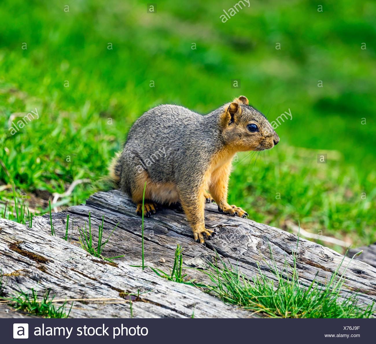 Western Gray Squirrel Stock Photos & Western Gray Squirrel Stock Images - Alamy