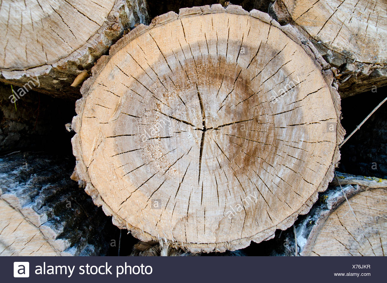 Log Cut Ends Stock Photos & Log Cut Ends Stock Images - Alamy Log Cut Ends Stock Photos & Log Cut Ends Stock Images - Alamy