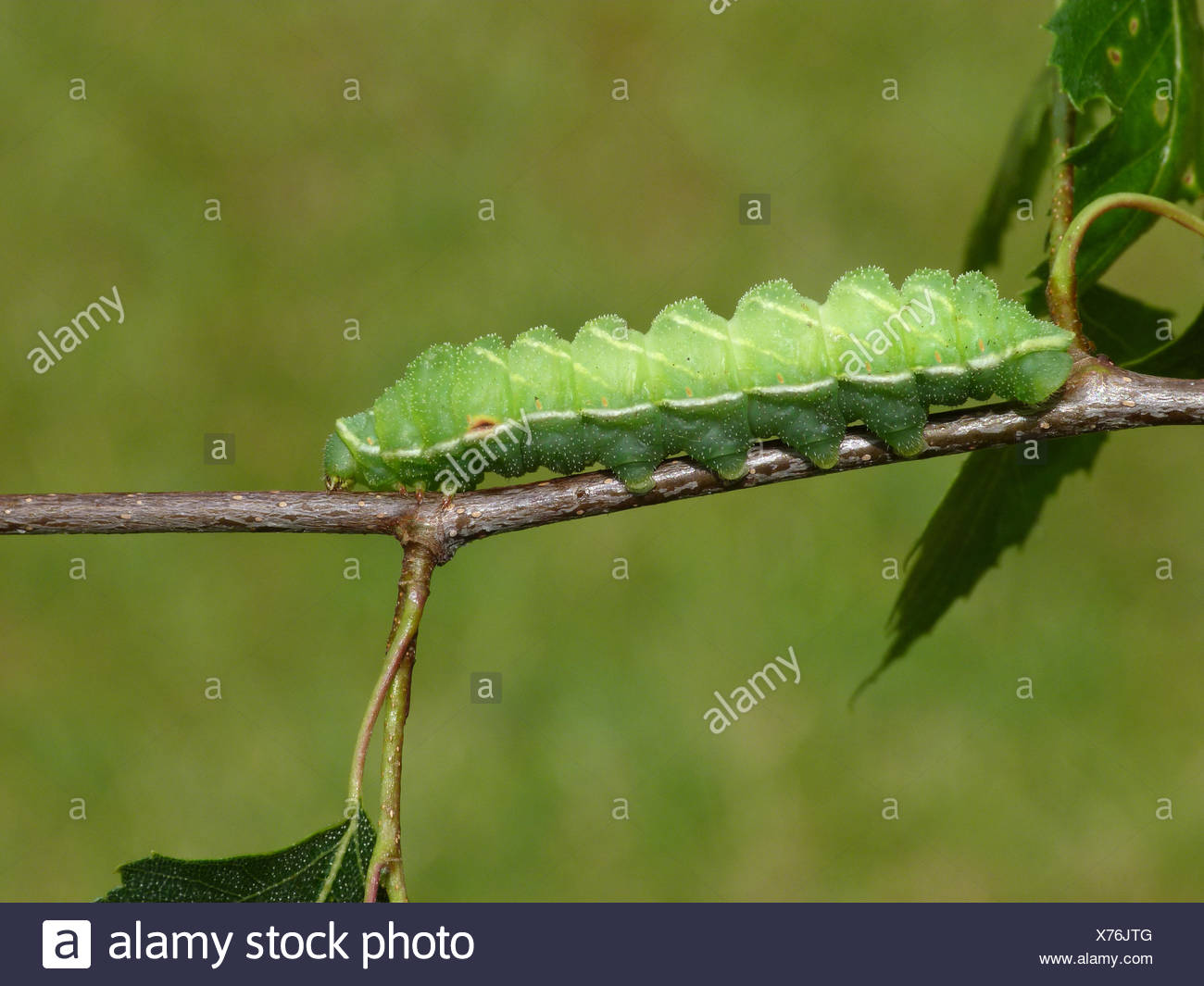 Tau Emperor Moths High Resolution Stock Photography and Images - Alamy