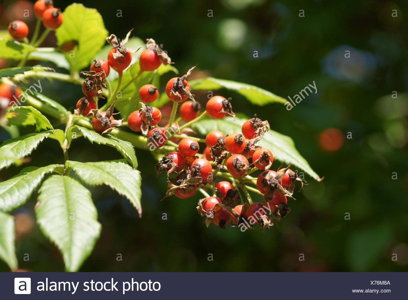 Rosa Multiflora Flower Stock Photos & Rosa Multiflora Flower Stock ...