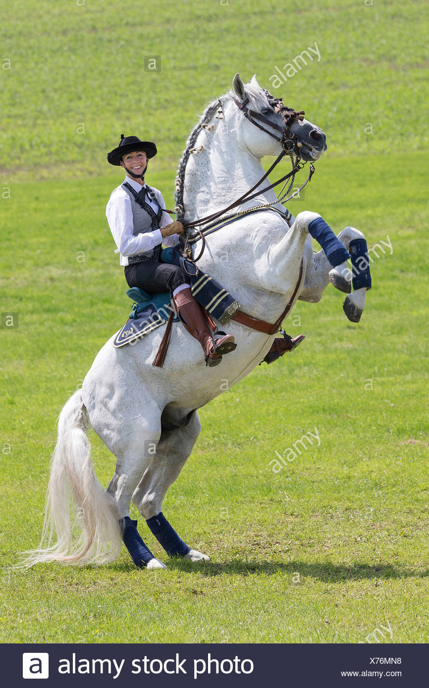 Rearing Horse With Rider High Resolution Stock Photography and Images ...