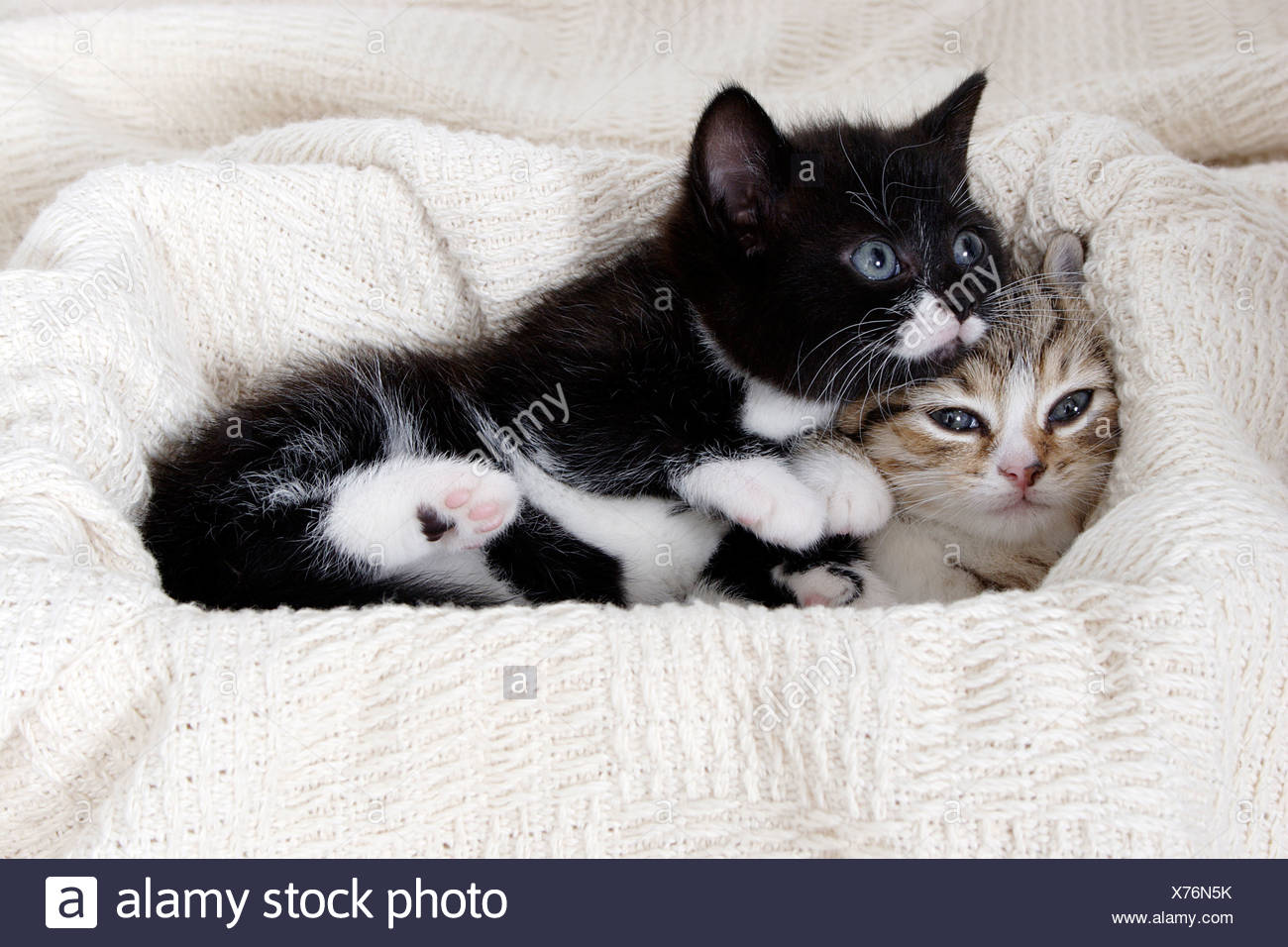 Cuddling Kittens High Resolution Stock Photography and Images - Alamy