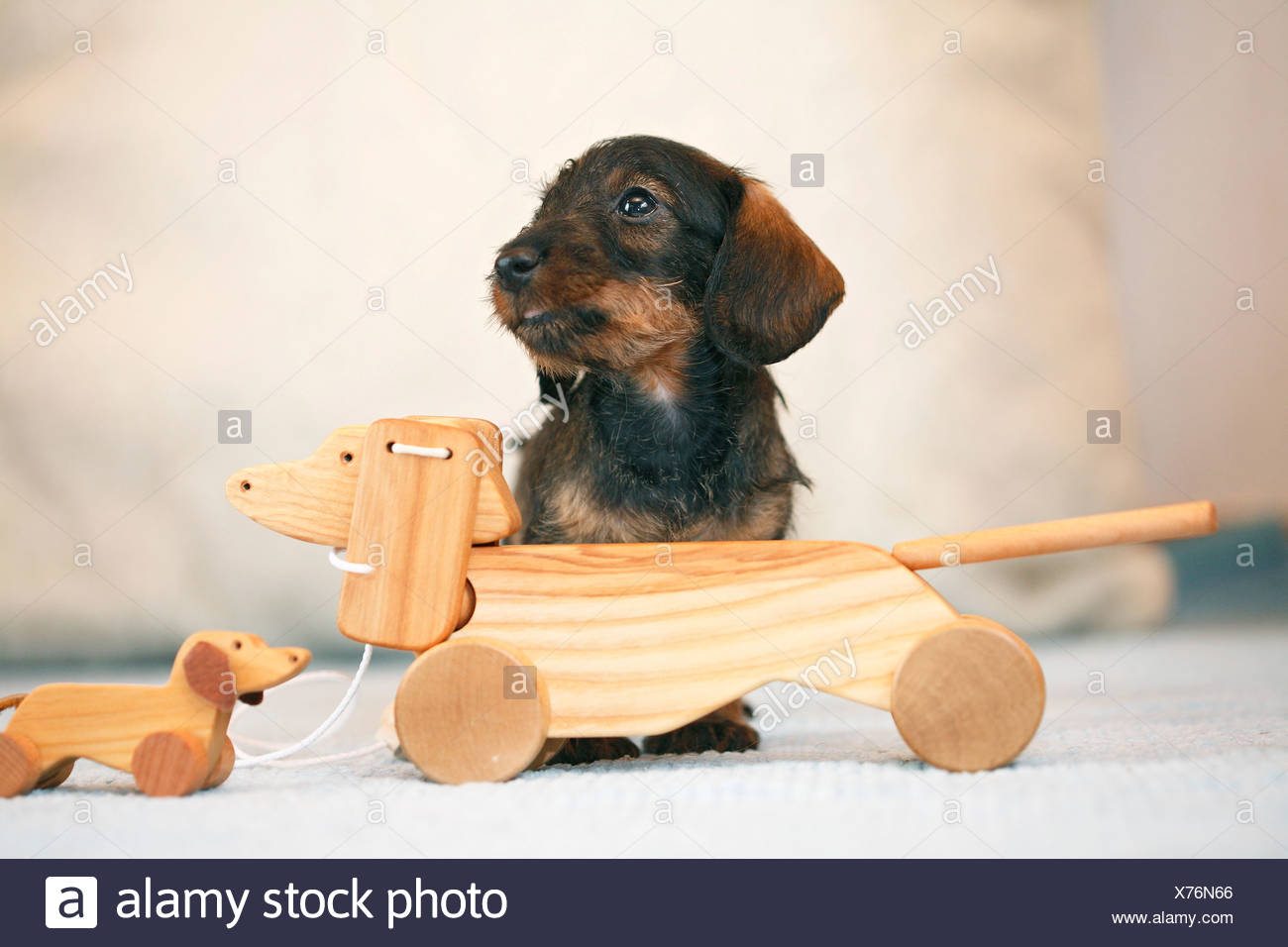 Puppy Sausage Dog Sitting Stock Photos & Puppy Sausage Dog Sitting ...