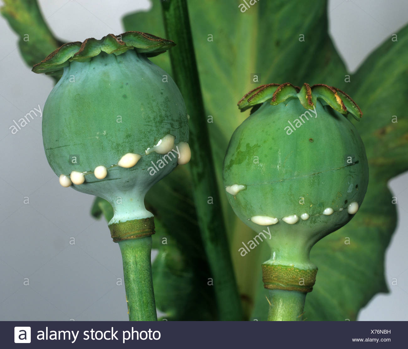 Papaver Somniferum Poppy Opium Stock Photos & Papaver Somniferum Poppy ...