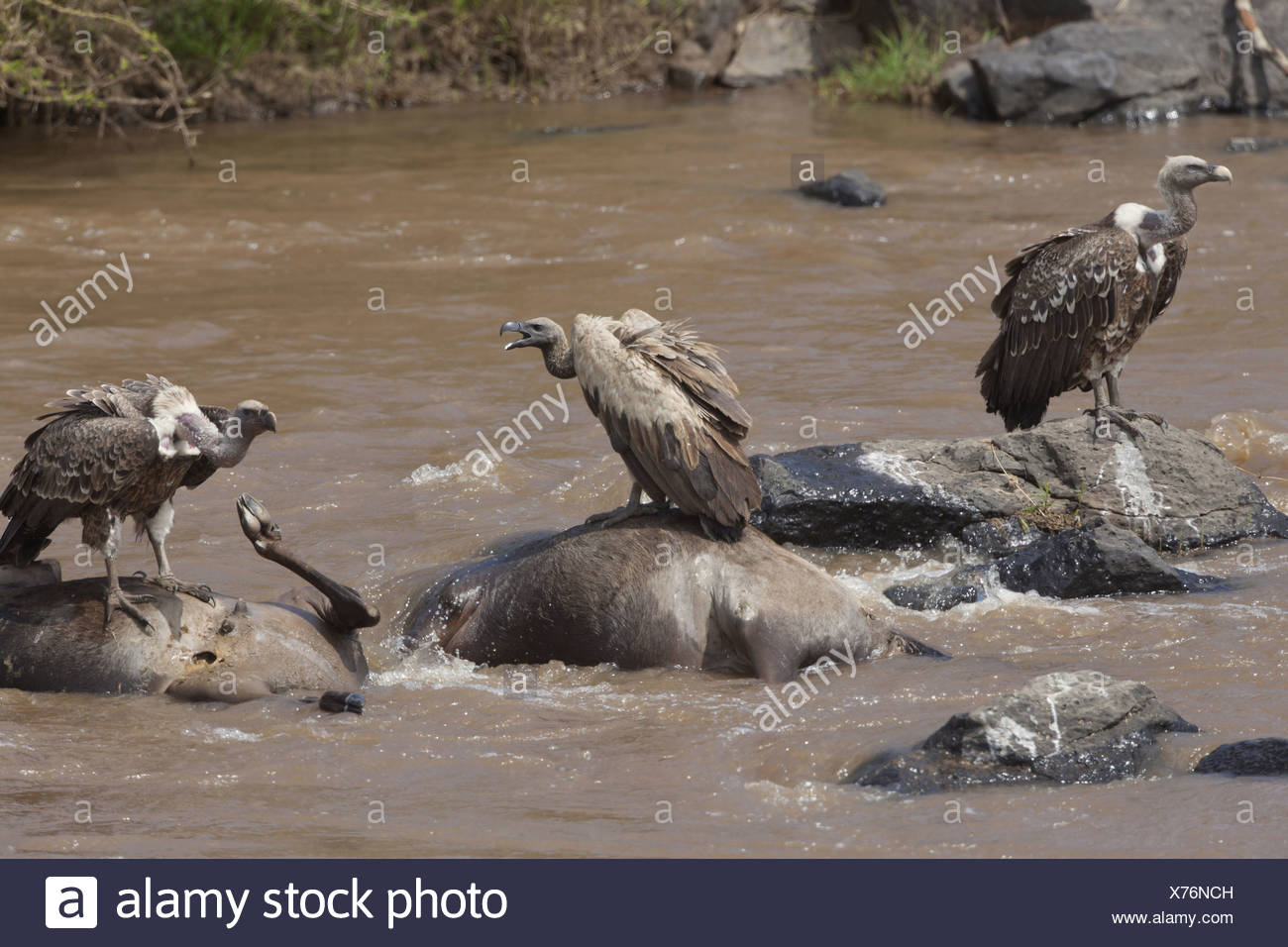 Drowned Corpse High Resolution Stock Photography and Images - Alamy