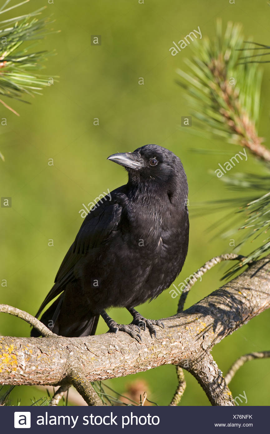Crow How High Resolution Stock Photography and Images - Alamy