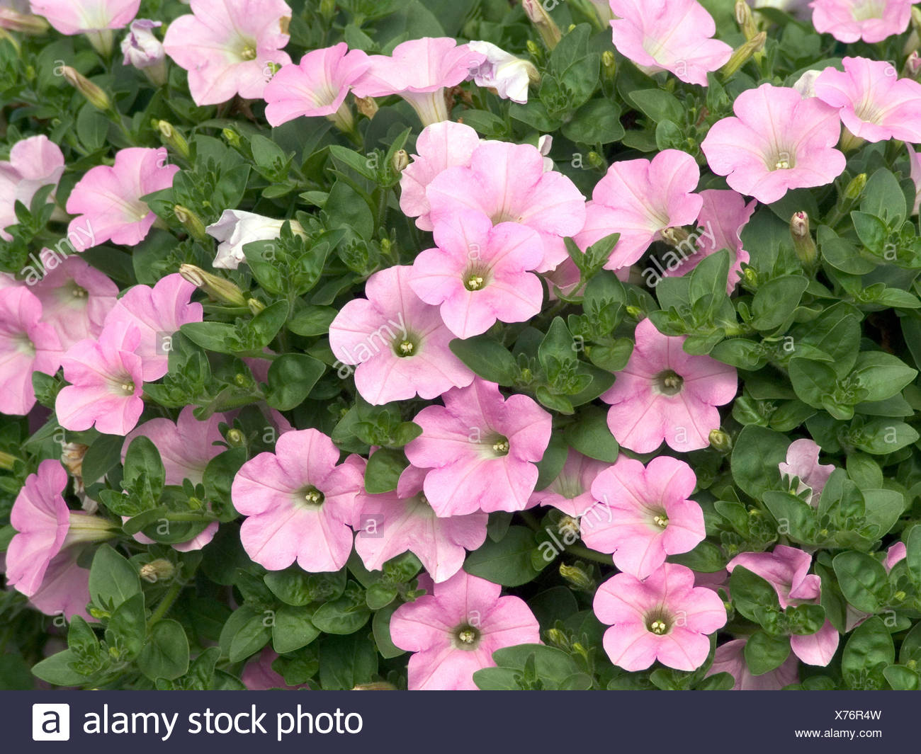 Supertunia Stock Photos & Supertunia Stock Images - Alamy