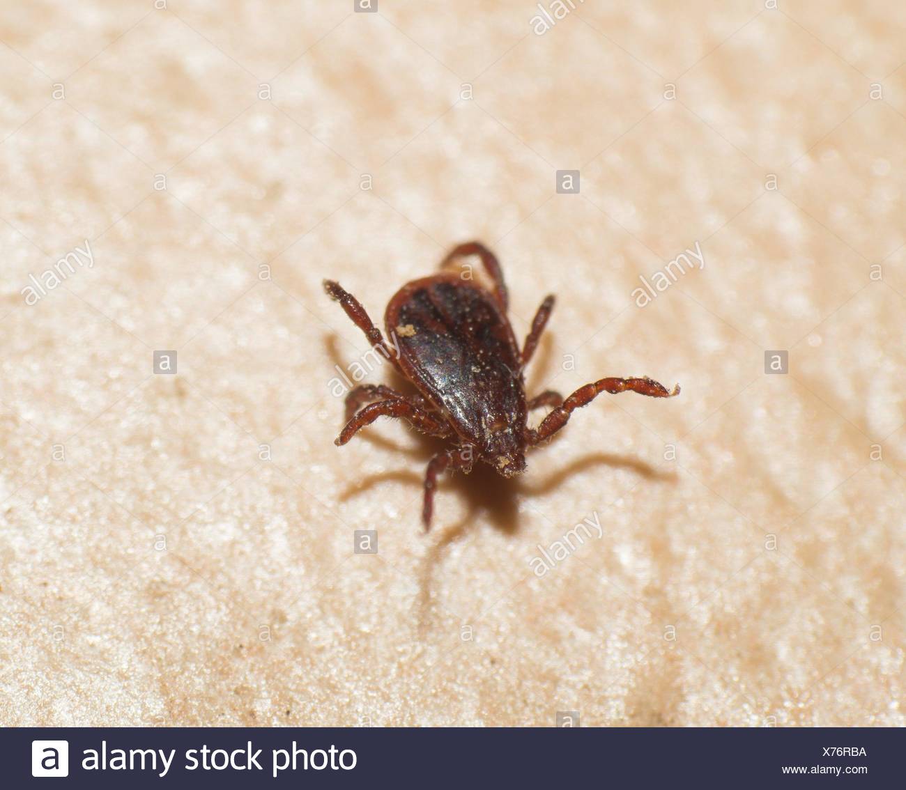 Ixodoidea Stock Photos & Ixodoidea Stock Images - Alamy