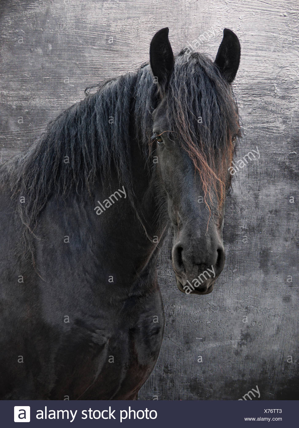 Friesian High Resolution Stock Photography and Images - Alamy