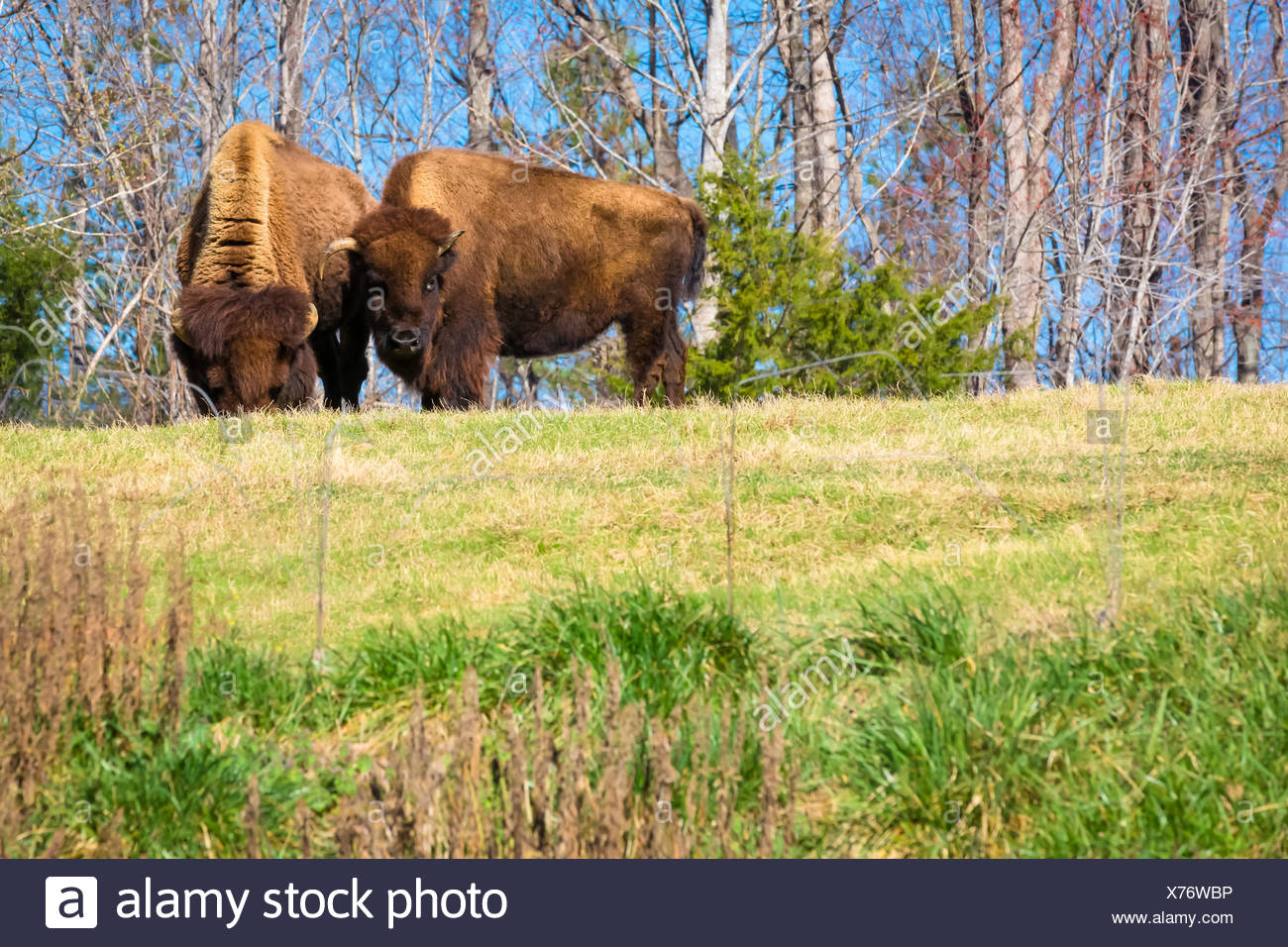 Shoulder Hump High Resolution Stock Photography and Images - Alamy