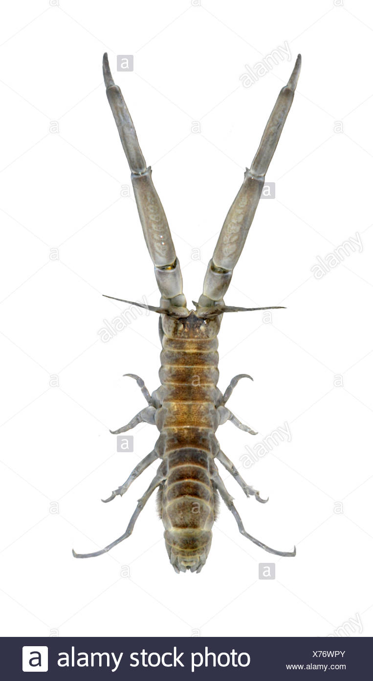 Amphipoda High Resolution Stock Photography and Images - Alamy