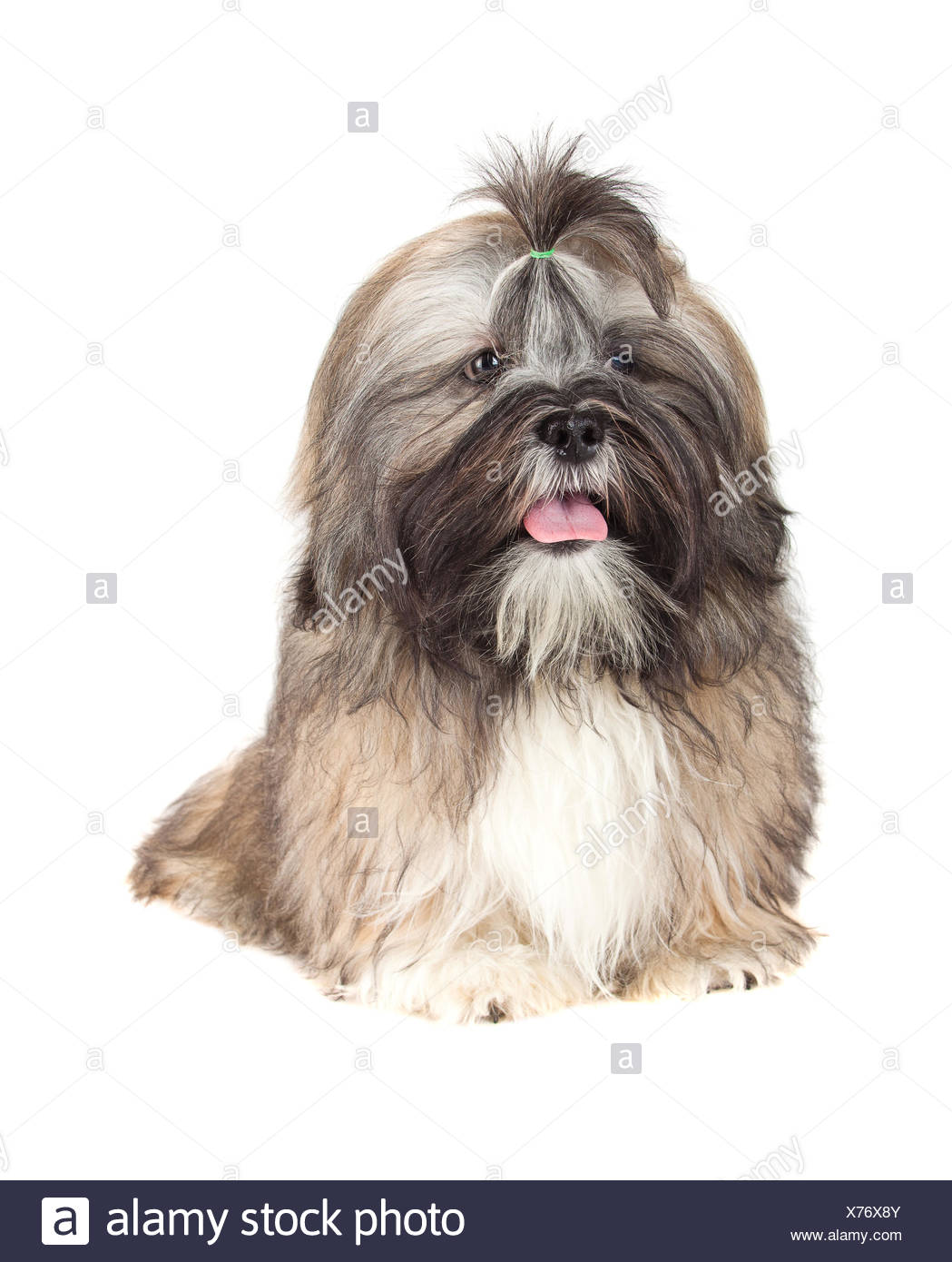Lhasa Apso Puppy Stock Photos & Lhasa Apso Puppy Stock Images - Alamy