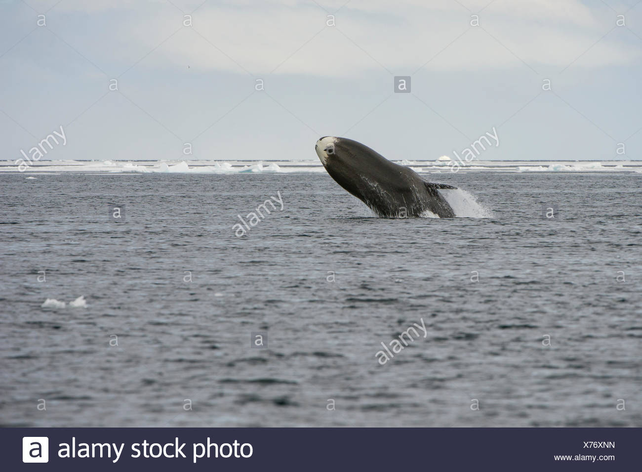 Bowhead Whale Arctic Balaena Mysticetus High Resolution Stock ...