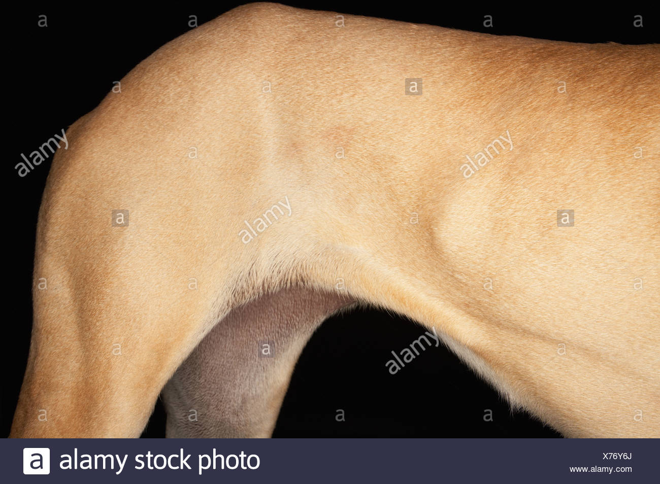 Hindquarters High Resolution Stock Photography and Images - Alamy