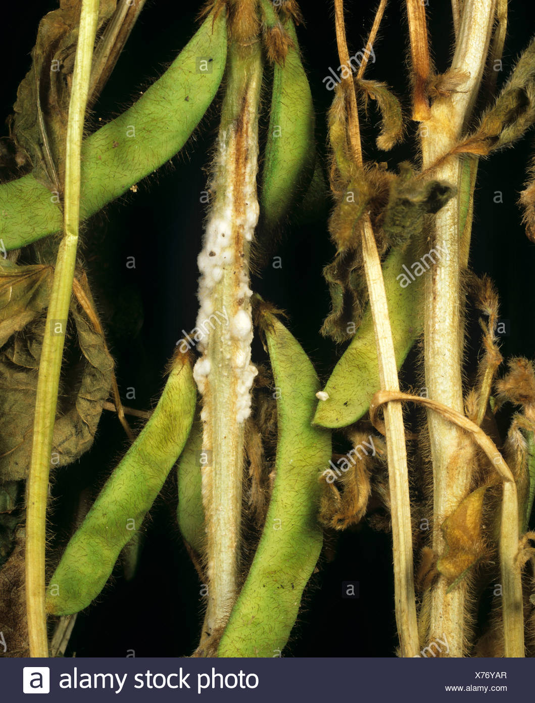 Sclerotinia Sclerotiorum High Resolution Stock Photography and Images ...