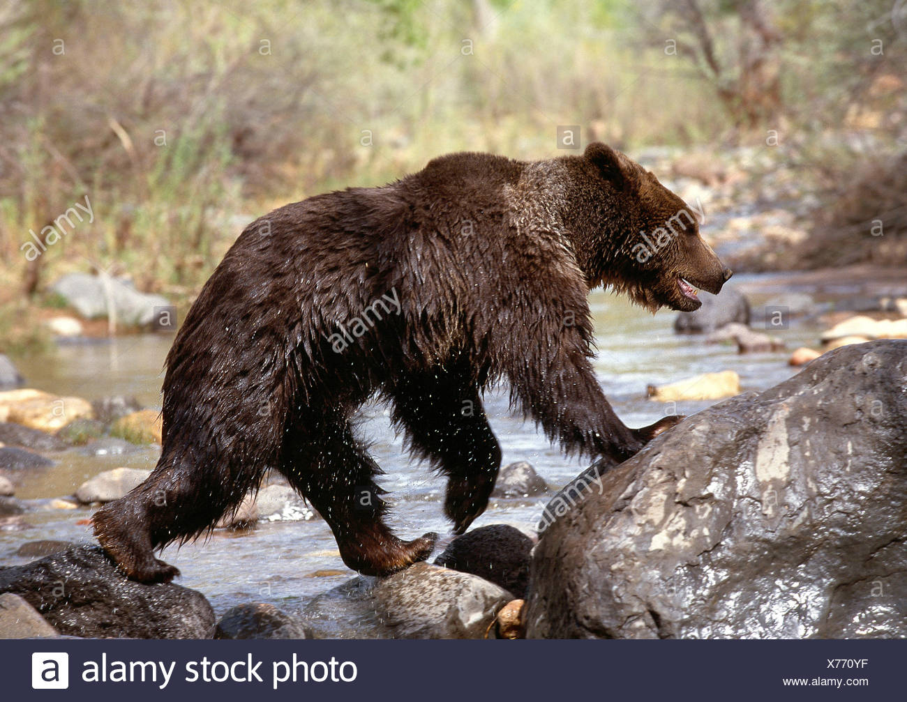Carnivorous A Stock Photos & Carnivorous A Stock Images - Alamy