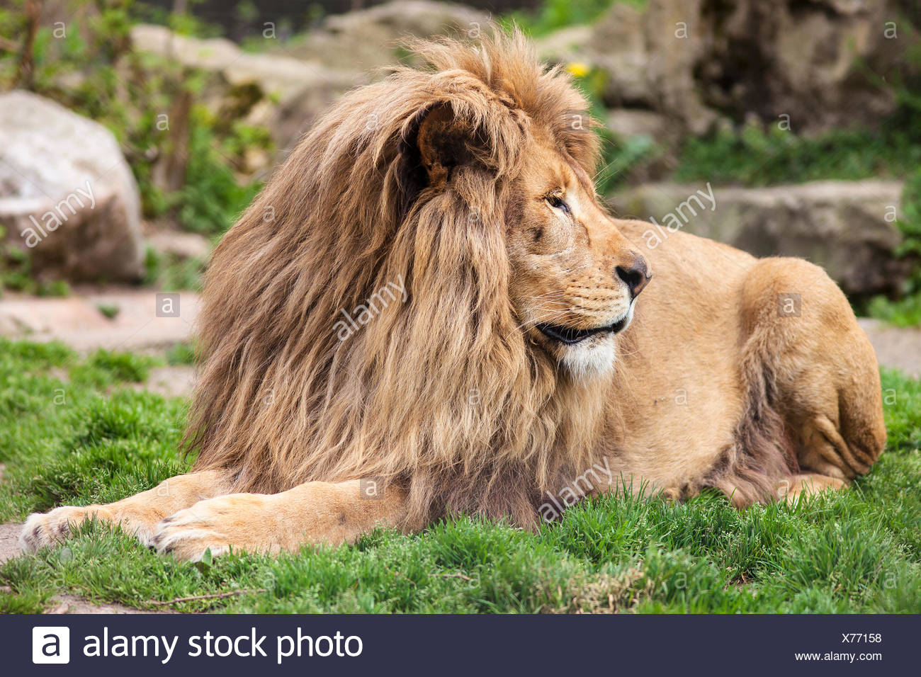Male Lion Head Shot Profile High Resolution Stock Photography and ...