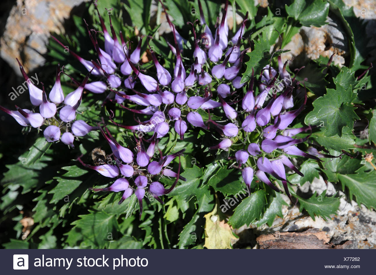 Tufted Horned Rampion High Resolution Stock Photography and Images - Alamy