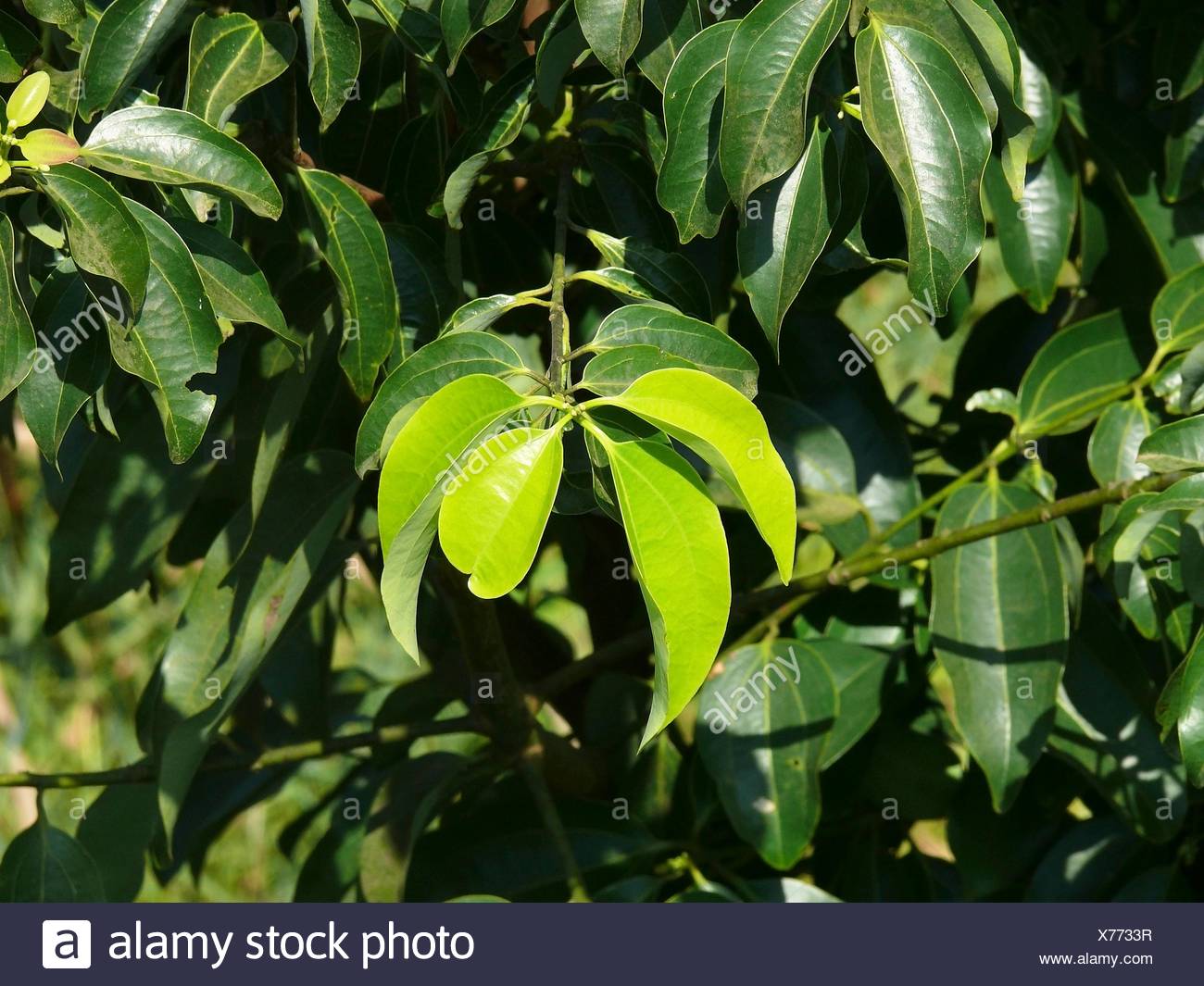 Tej Patta High Resolution Stock Photography and Images - Alamy