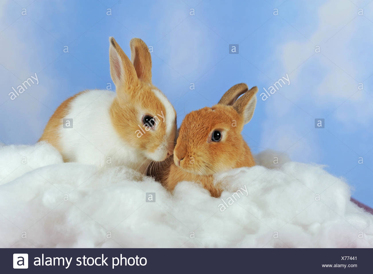 White Brown Rabbits High Resolution Stock Photography and Images - Alamy