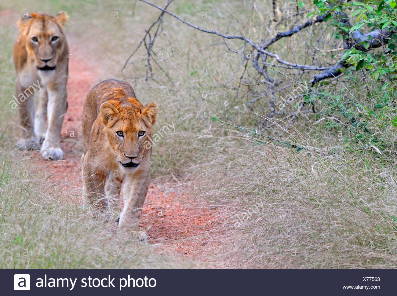 Female Lion Hunting Prey High Resolution Stock Photography and Images ...