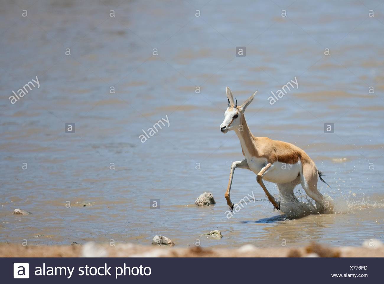 Springbok Running Stock Photos & Springbok Running Stock Images - Alamy