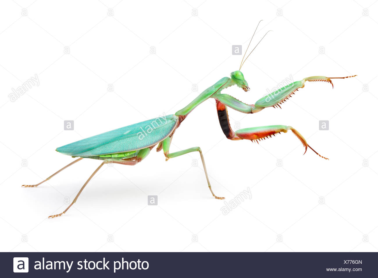 Giant Rainforest Mantis Stock Photos & Giant Rainforest Mantis Stock ...