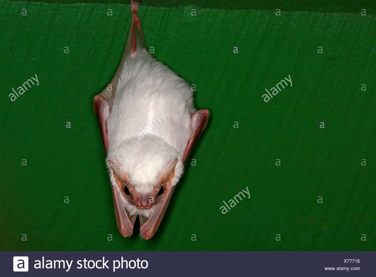 Fledermaeuse Stock Photos & Fledermaeuse Stock Images - Alamy