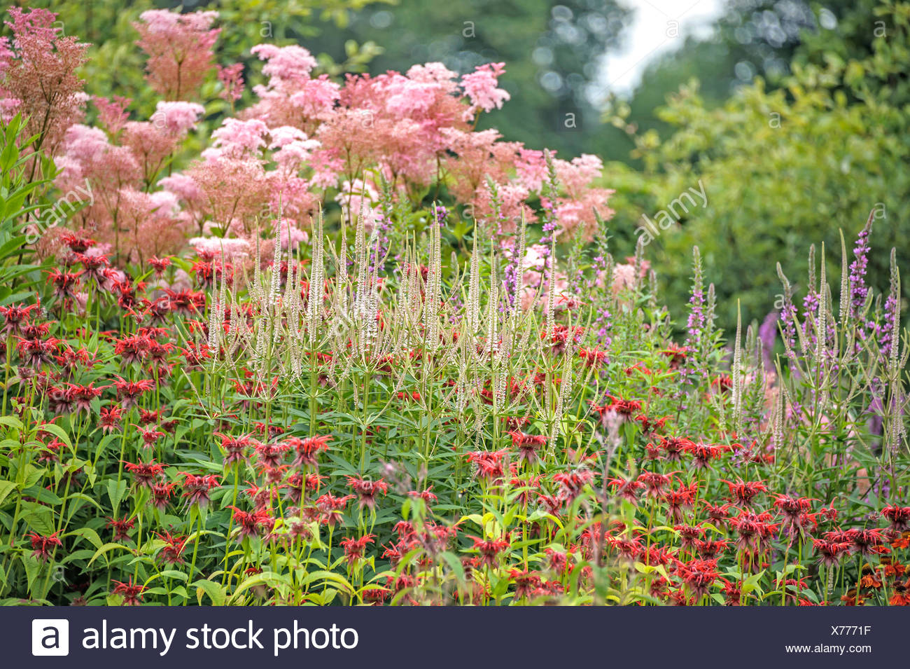 Squaw Flower High Resolution Stock Photography and Images - Alamy