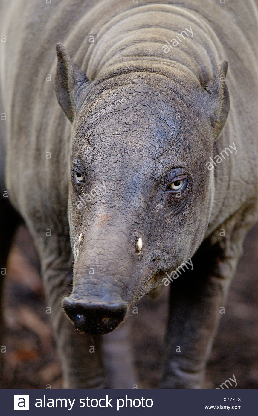 Babirusa Stock Photos & Babirusa Stock Images - Alamy