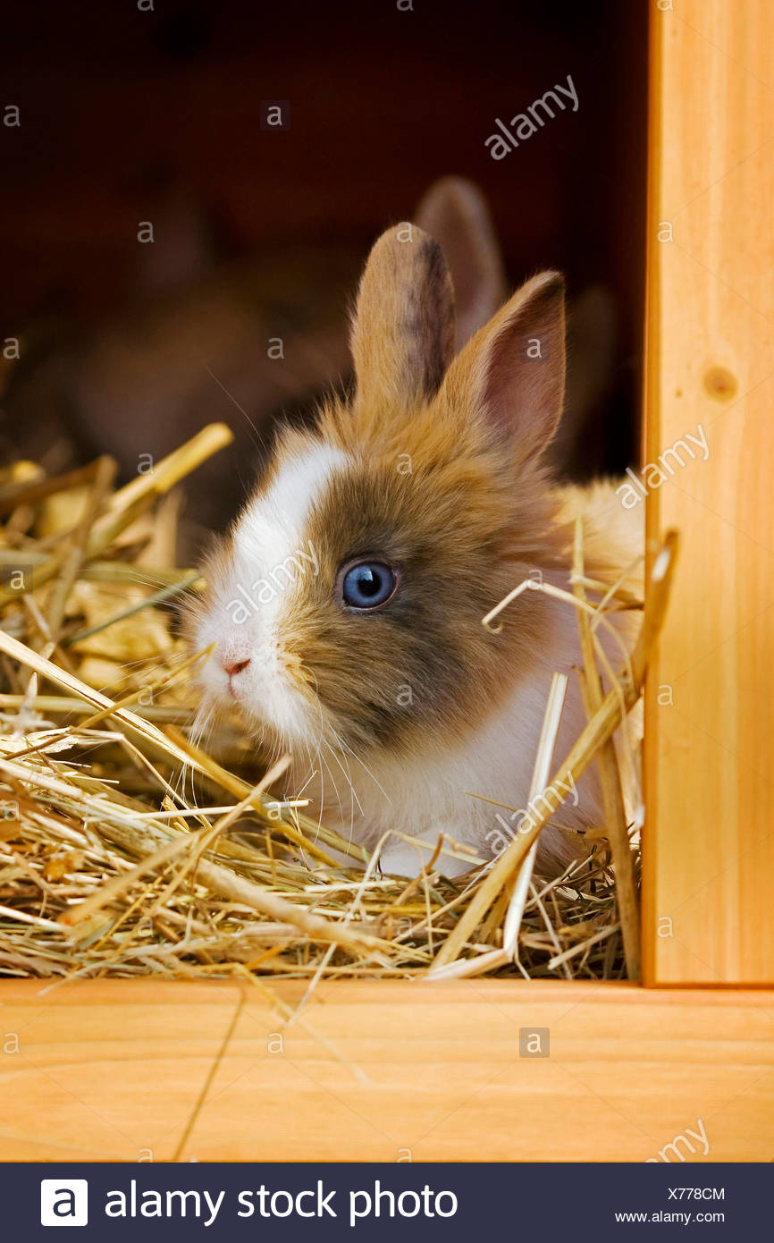 Lionhead Rabbits High Resolution Stock Photography and Images - Alamy