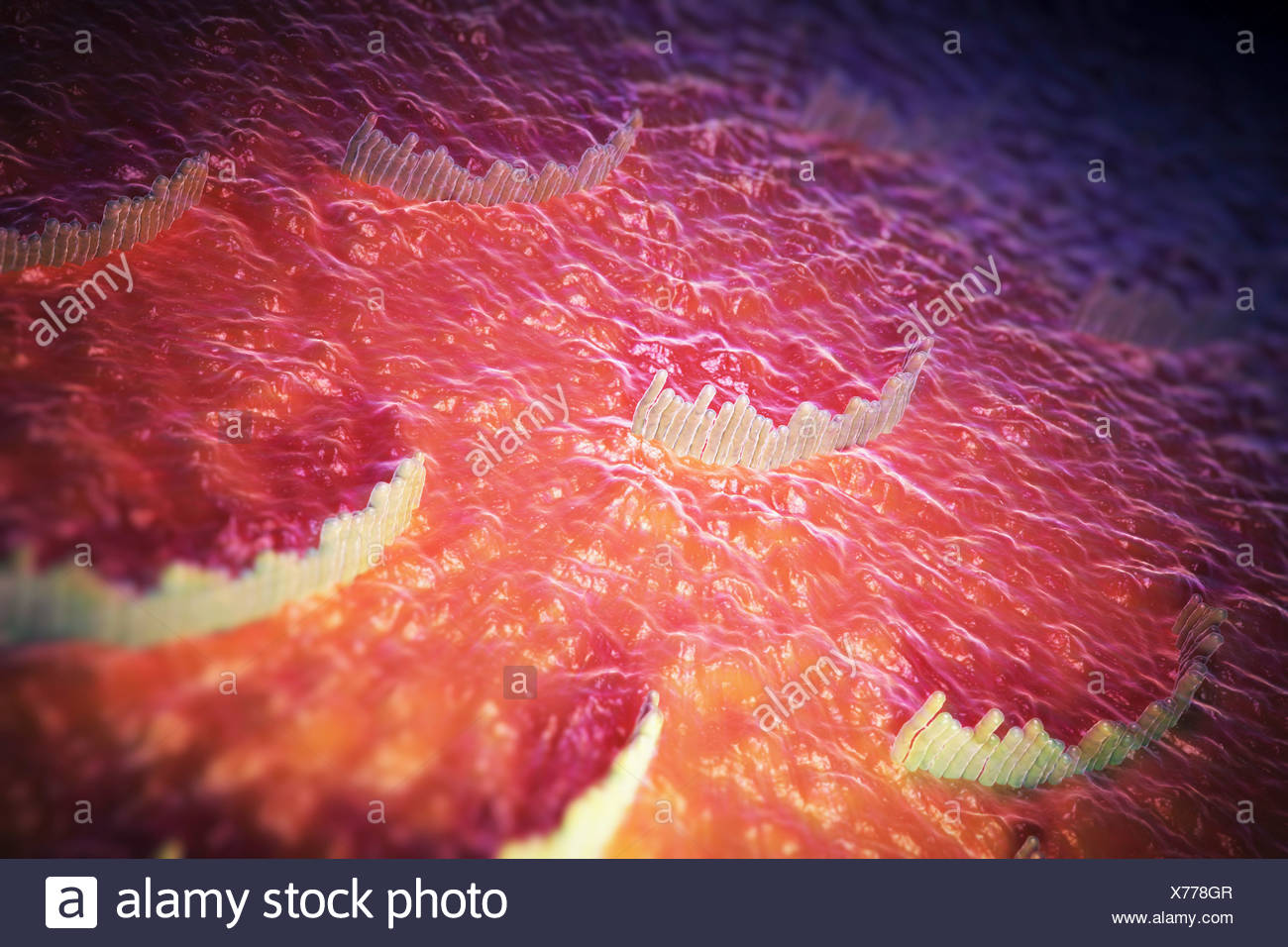 Auditory Hair Cells High Resolution Stock Photography and Images - Alamy