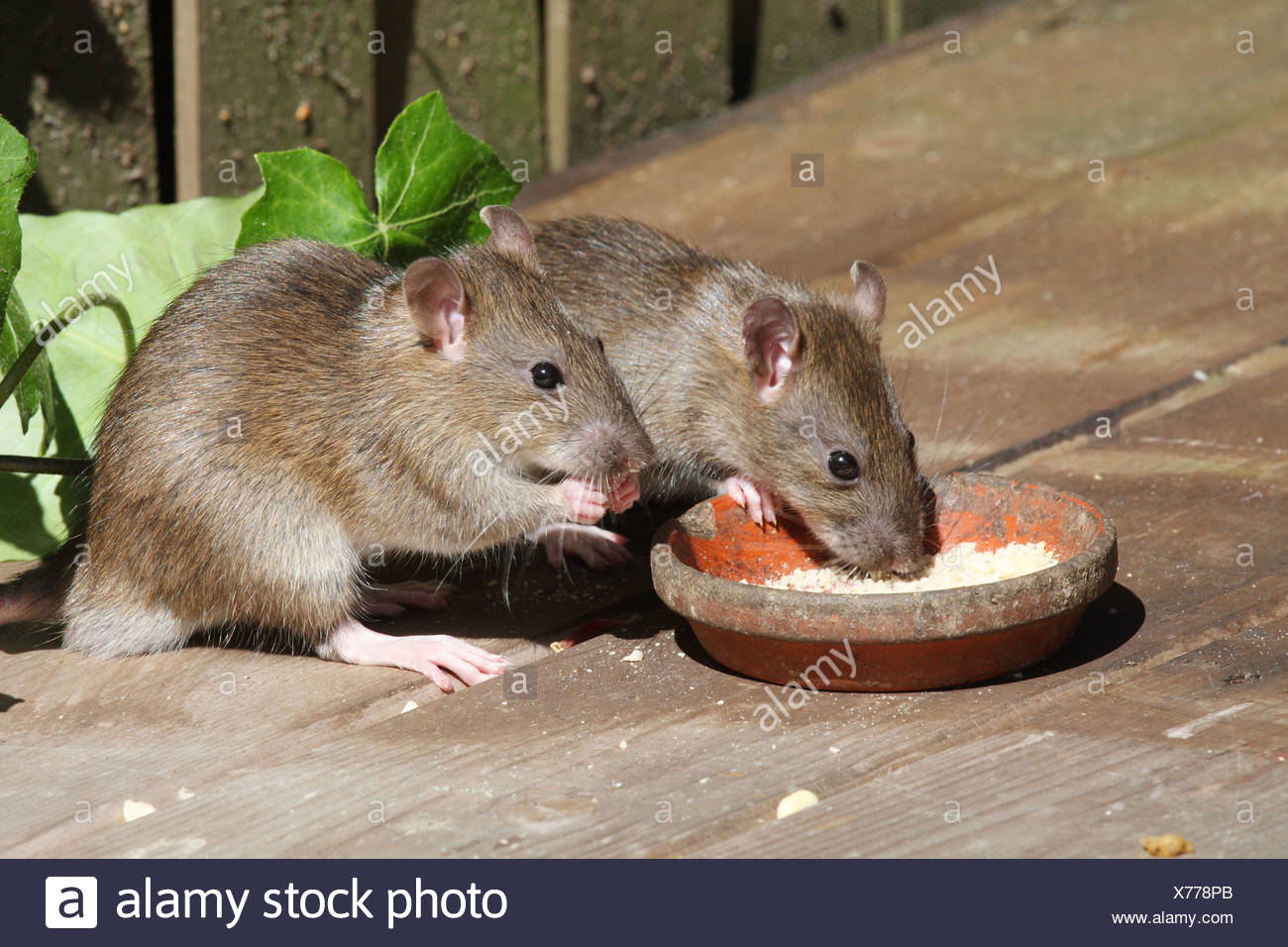Norwegian Rats High Resolution Stock Photography and Images - Alamy