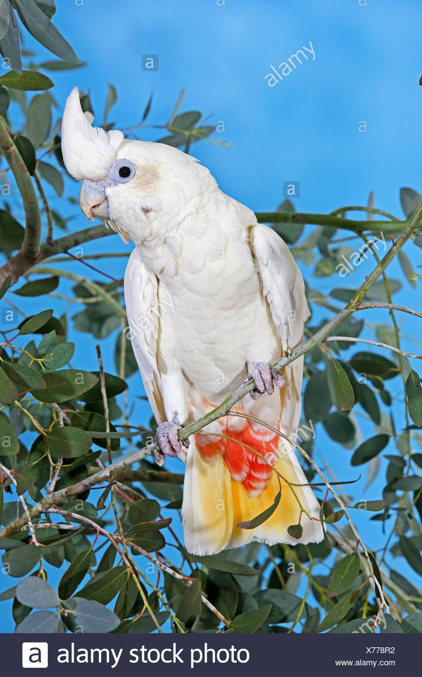 Philippine Cockatoo Or Red Vented Cockatoo Cacatua Haematuropygia High ...