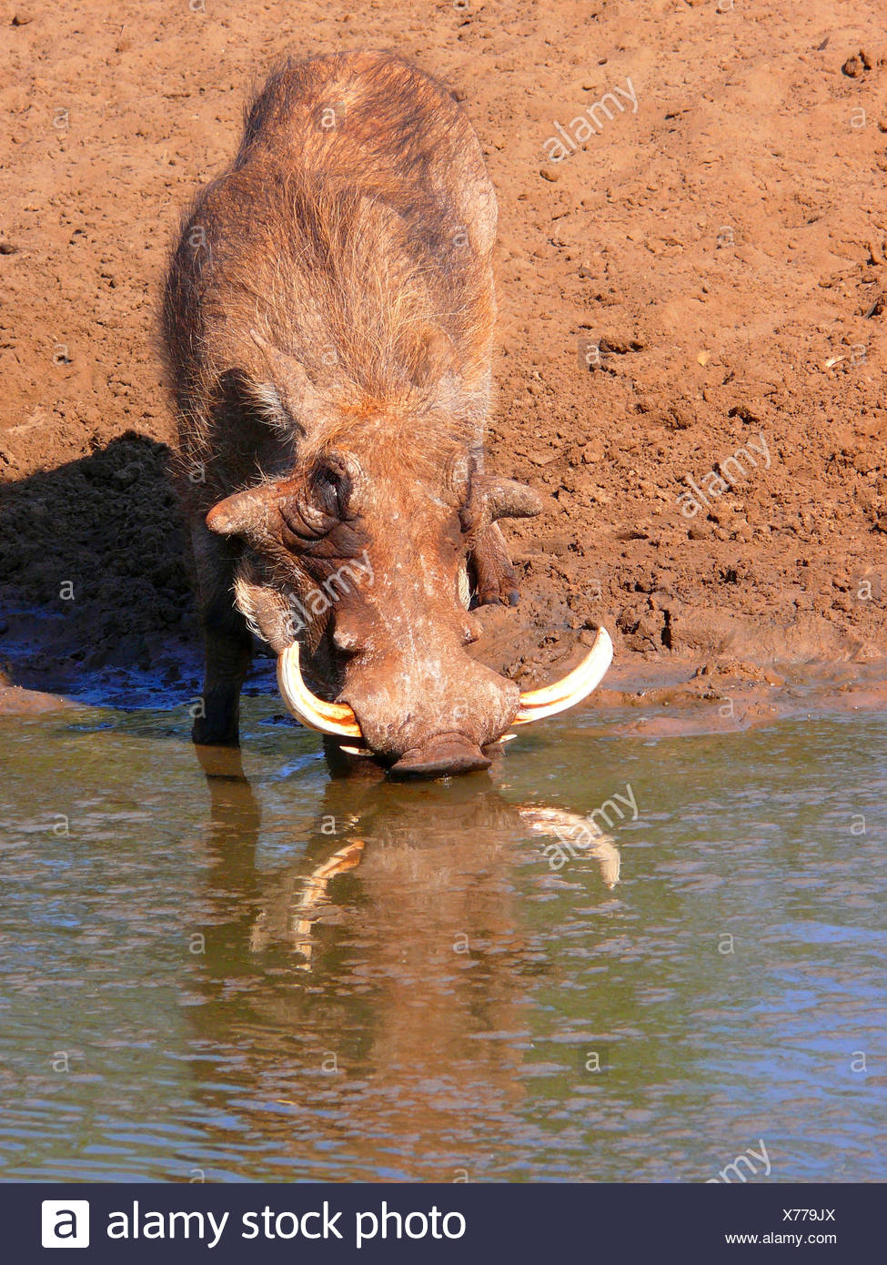 Warthog At Water Hole High Resolution Stock Photography and Images - Alamy